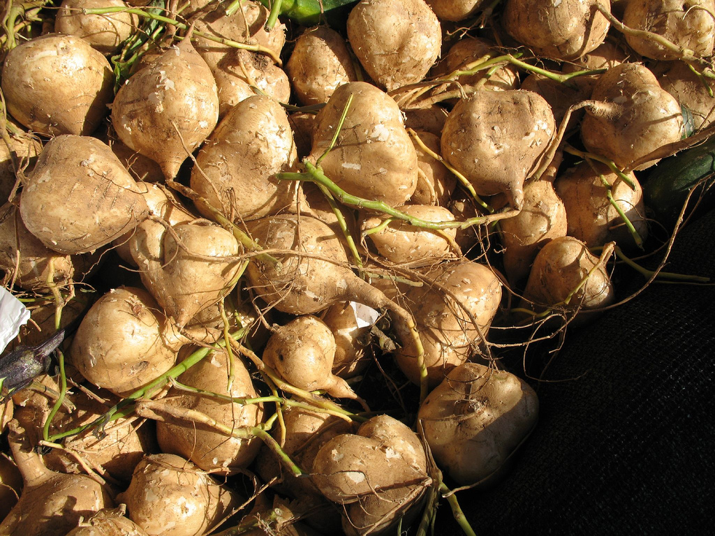 Jicama Size
